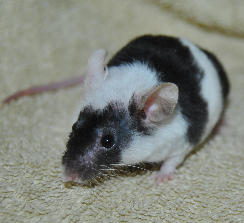 Rodger - Male Mouse Mix Rodent in QLD - PetRescue