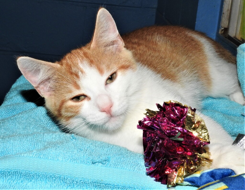 Colton - Male Domestic Short Hair Mix Cat in QLD - PetRescue