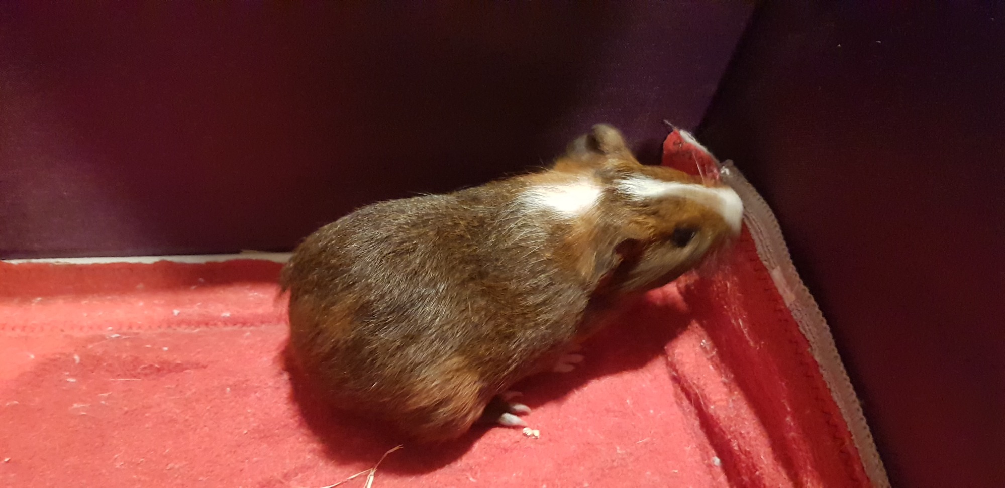 Mickey (Baby from lab release January 2021) - Female Short-hair Guinea ...
