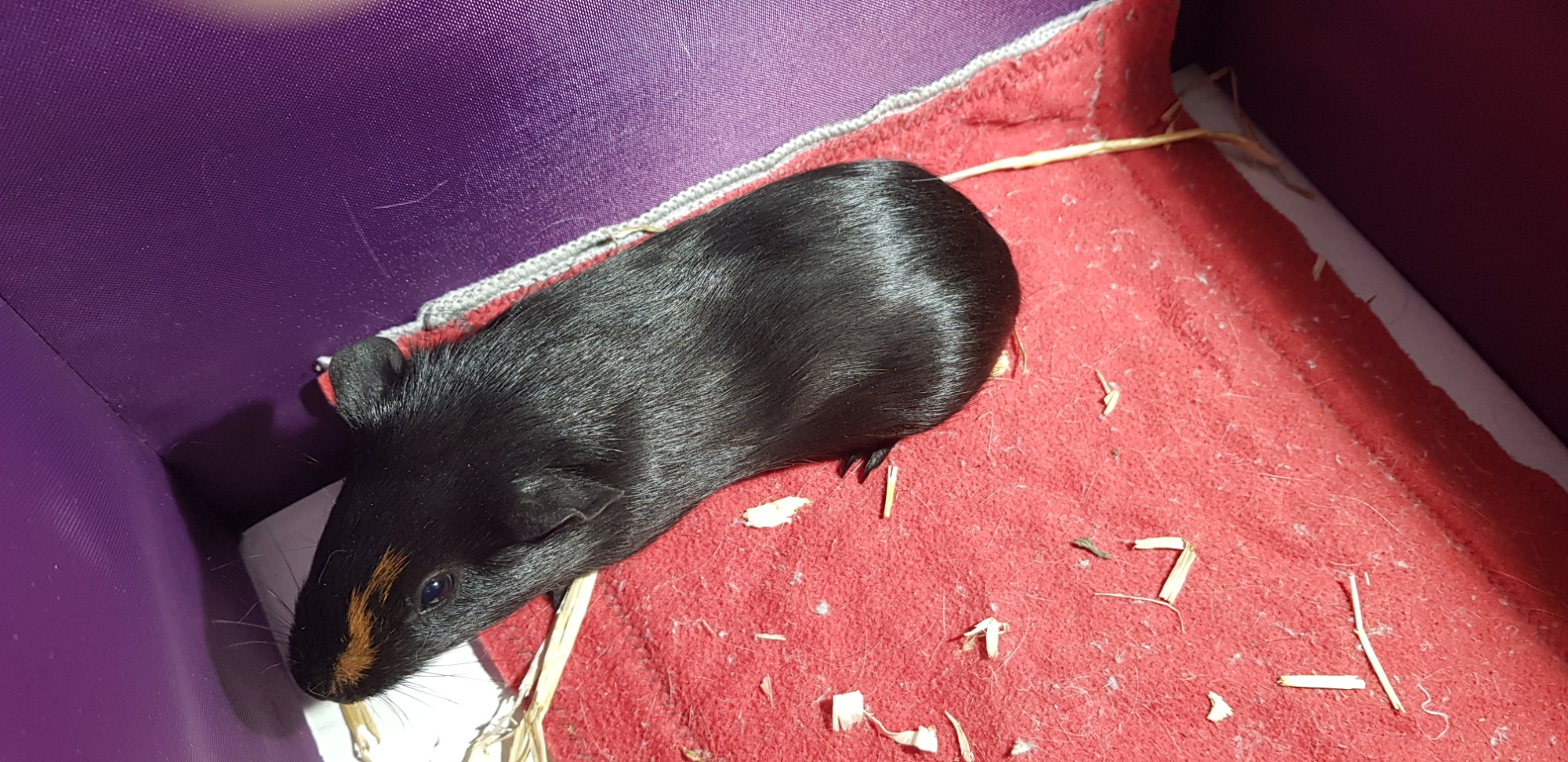 Misha (Lab release January 2021) - Female Short-hair Guinea Pig in NSW ...