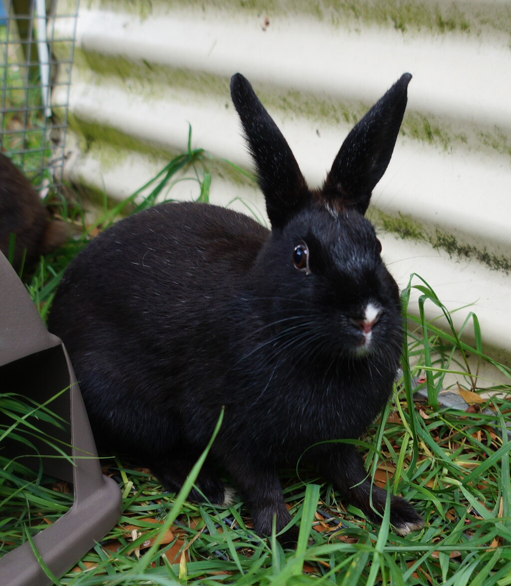 Mary Hoppins - Female Rex Mix Rabbit in TAS - PetRescue