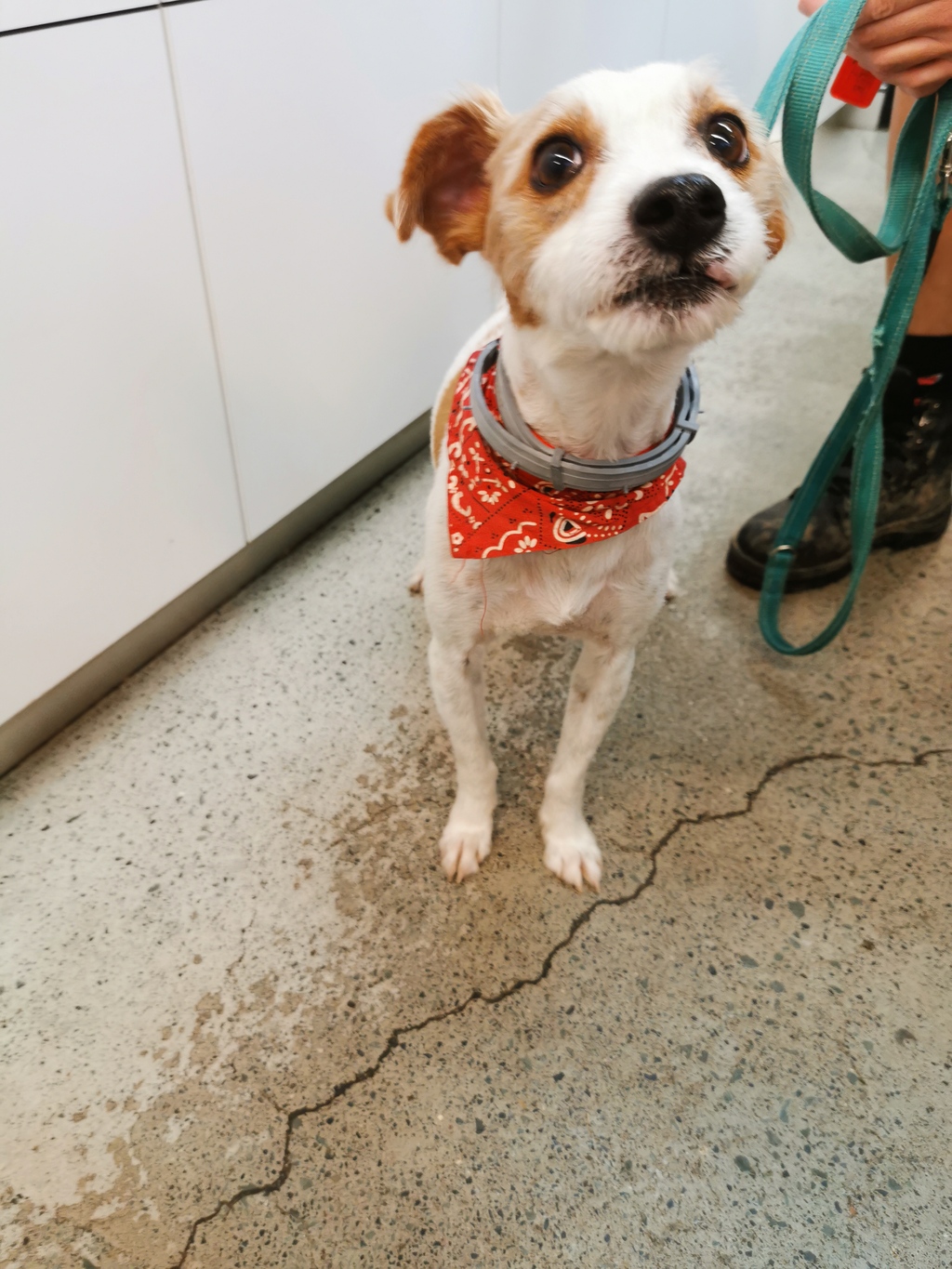 Motsy - Small Male English Cocker Spaniel x Wirehaired Jack Russell ...