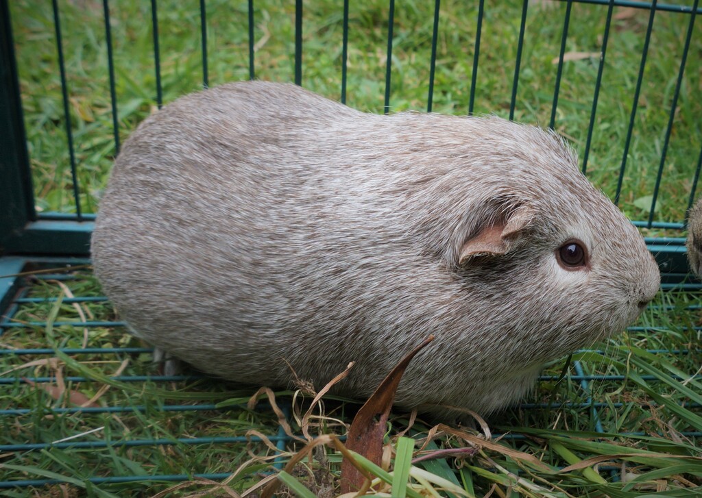 Gandalf - Male Short-hair Teddy Mix Guinea Pig in TAS - PetRescue