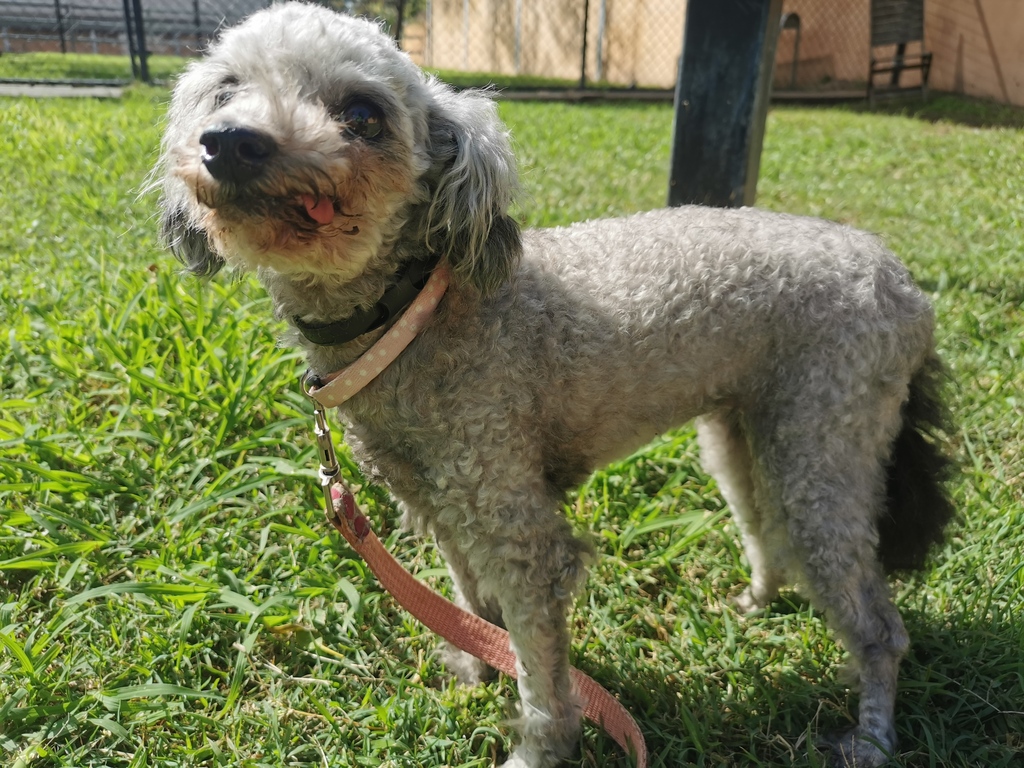 Bree - Small Female Poodle Toy Mix Dog in QLD - PetRescue