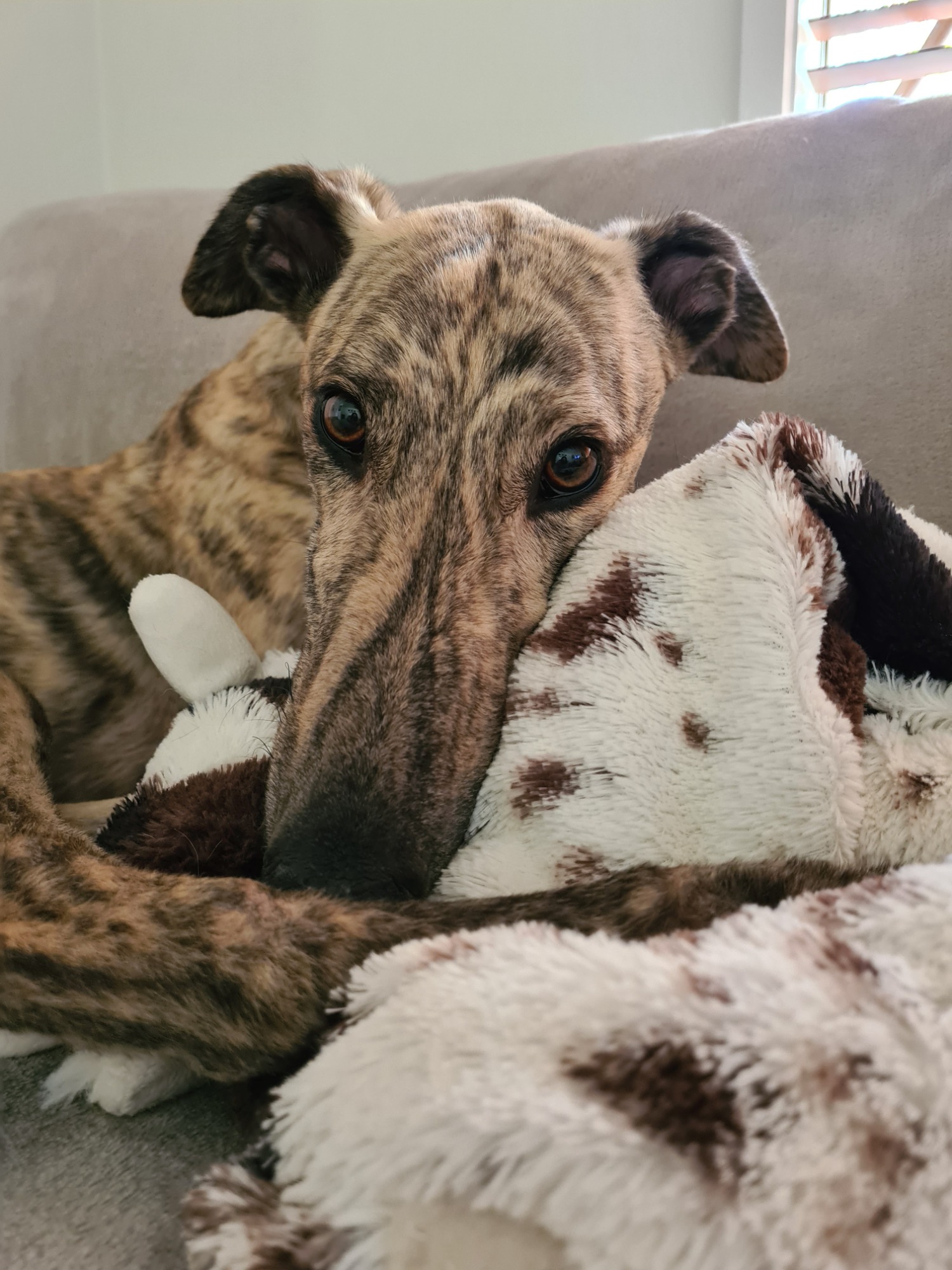 Tycho - Large Male Greyhound Dog in VIC - PetRescue