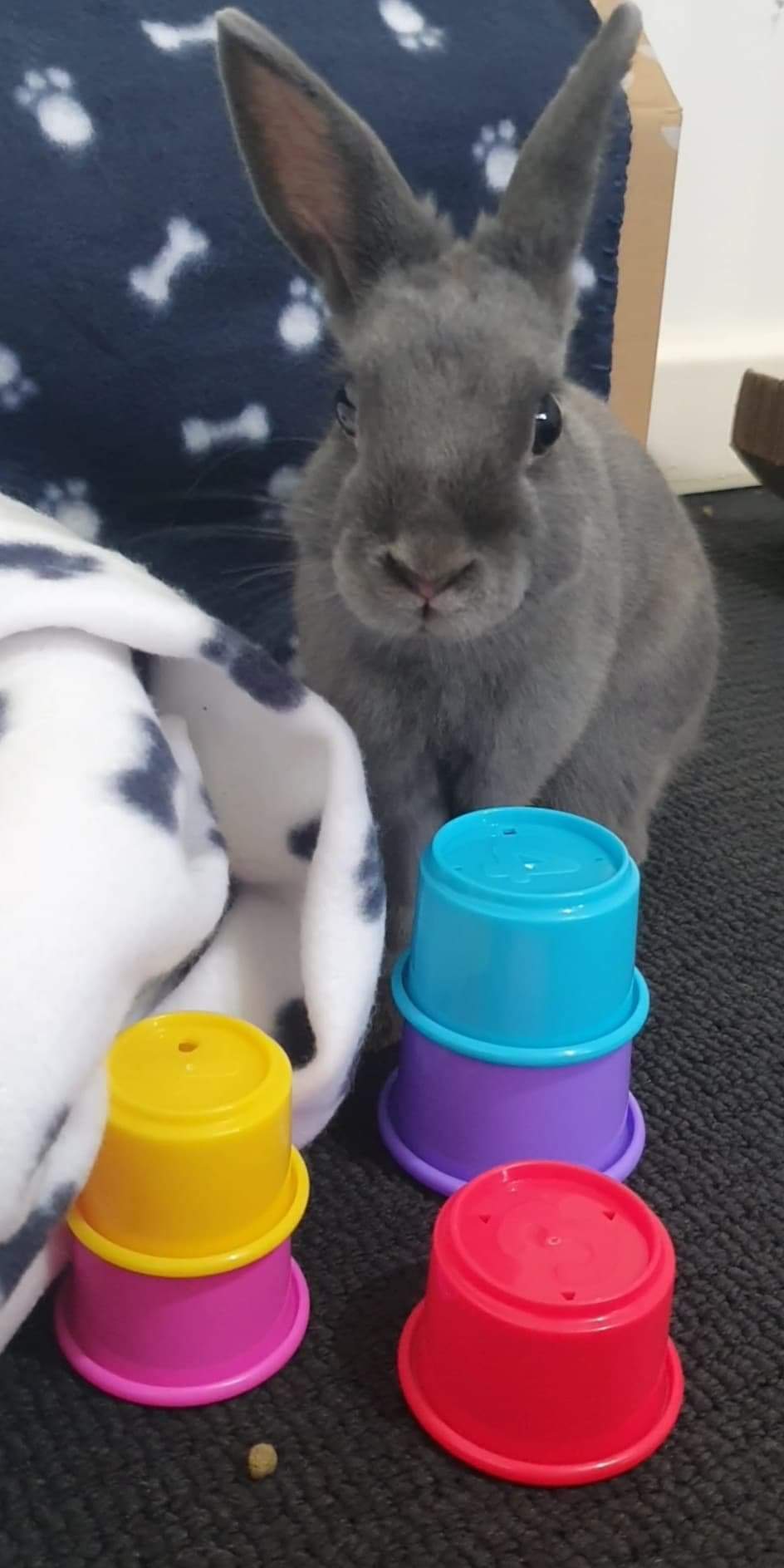 Pepper - Female Rabbit in WA - PetRescue