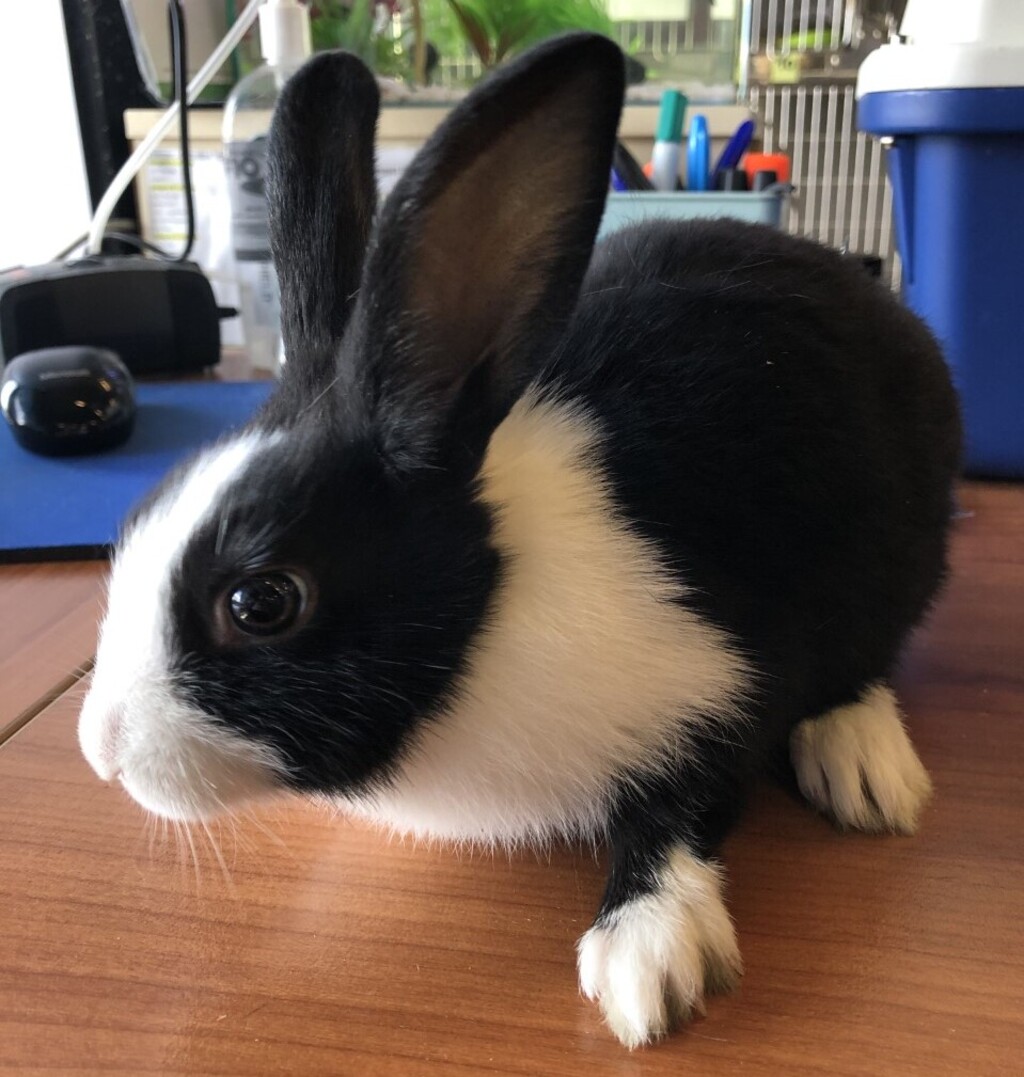 Molly - Female Dutch Rabbit in VIC - PetRescue