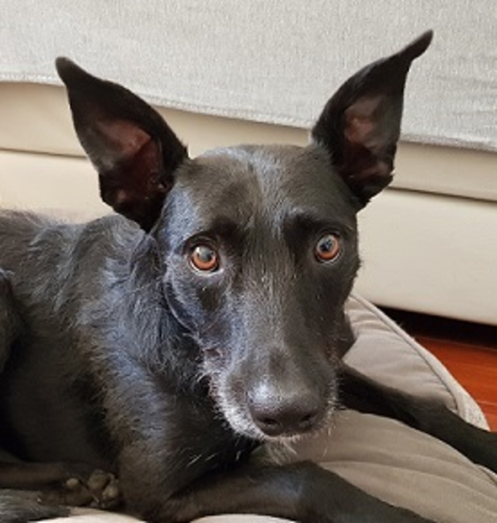 Kea - Medium Female Deer Hound Mix Dog in ACT - PetRescue