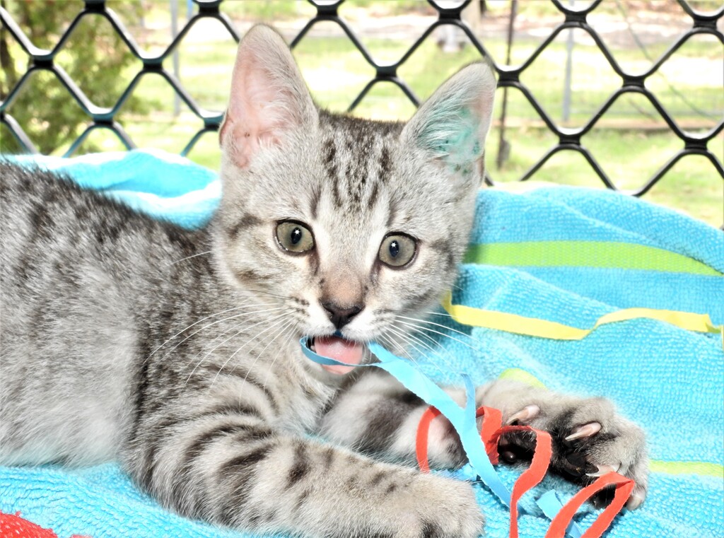 Stumpy - Male Domestic Short Hair Mix Cat in QLD - PetRescue