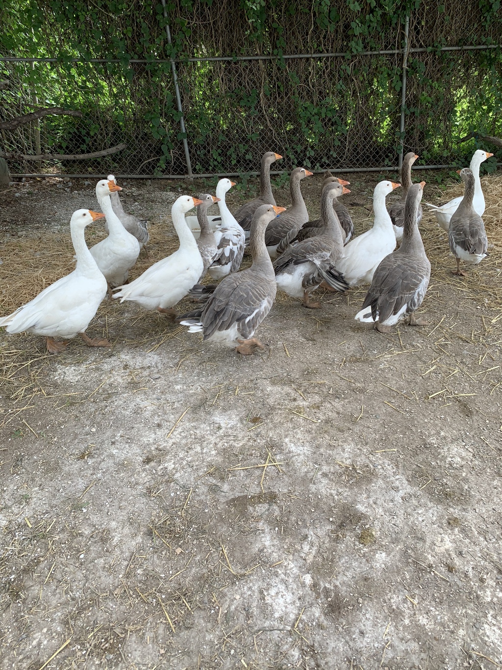 Gossamer The Goose - Female Goose Mix Fowl in QLD - PetRescue