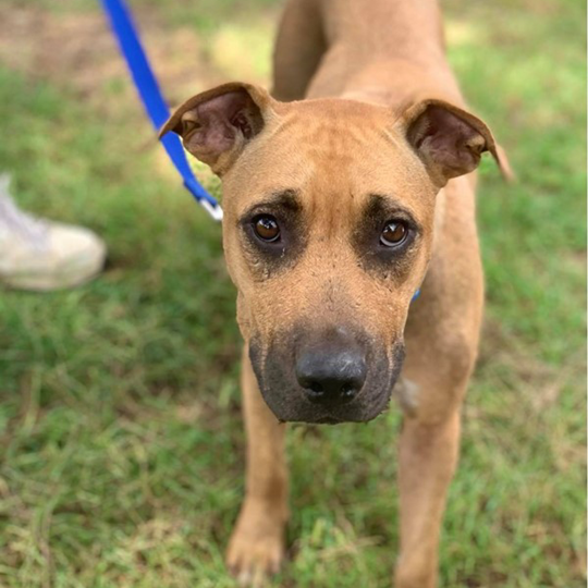 Angel - Medium Female Mastiff x American Staffordshire Bull Terrier Dog ...