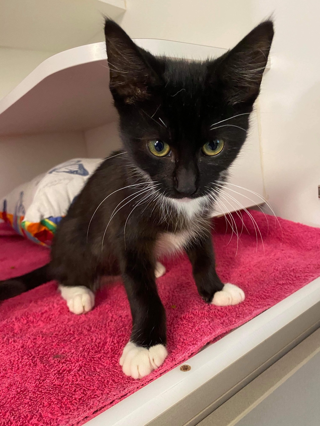 Turnip - Male Dsh Mix Cat in WA - PetRescue