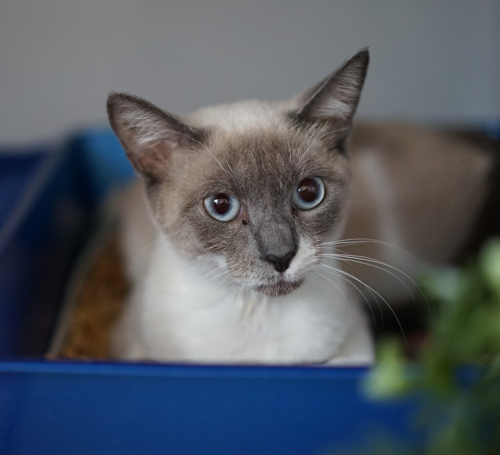 Milkshake - Female Layanese Mix Cat in QLD - PetRescue