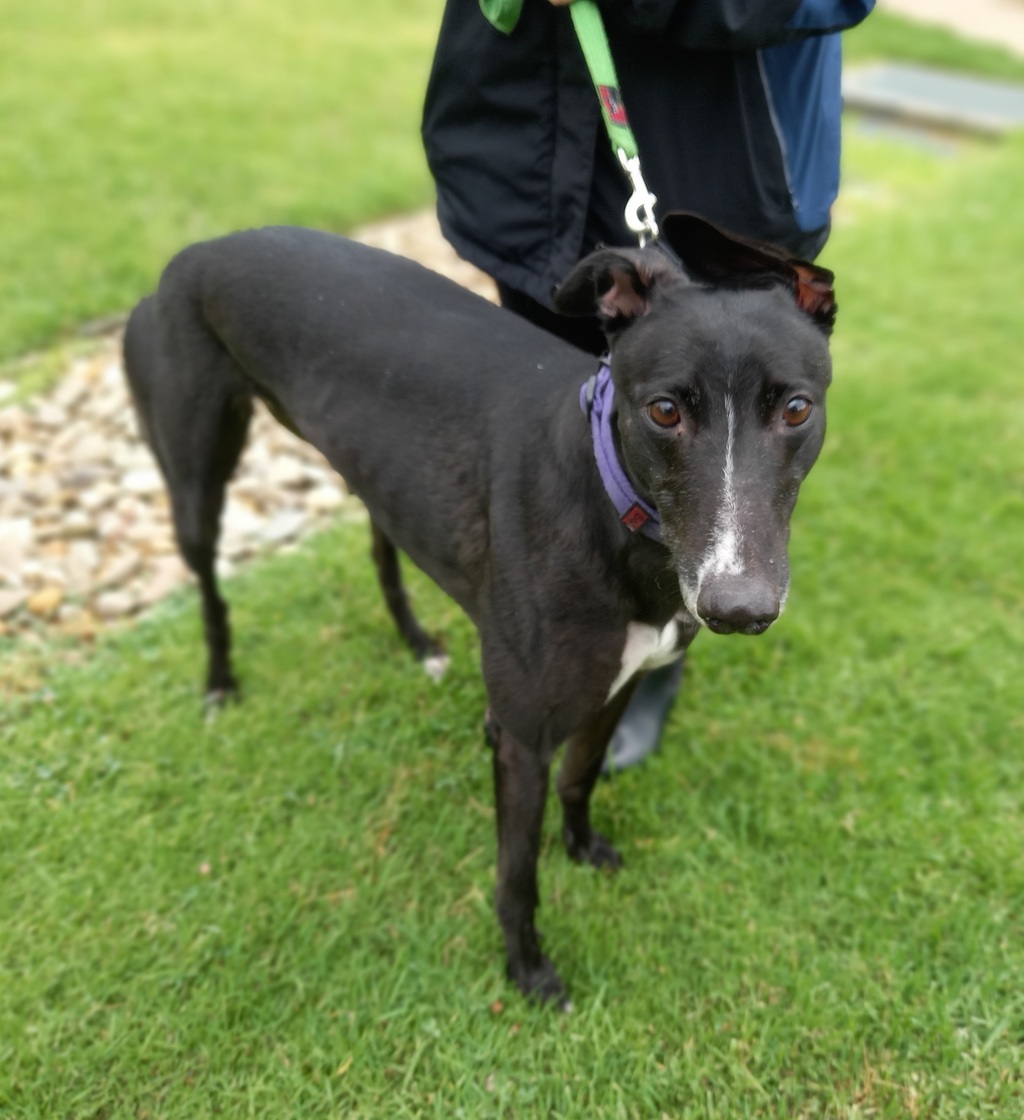 Maddy - Large Female Greyhound Dog in VIC - PetRescue