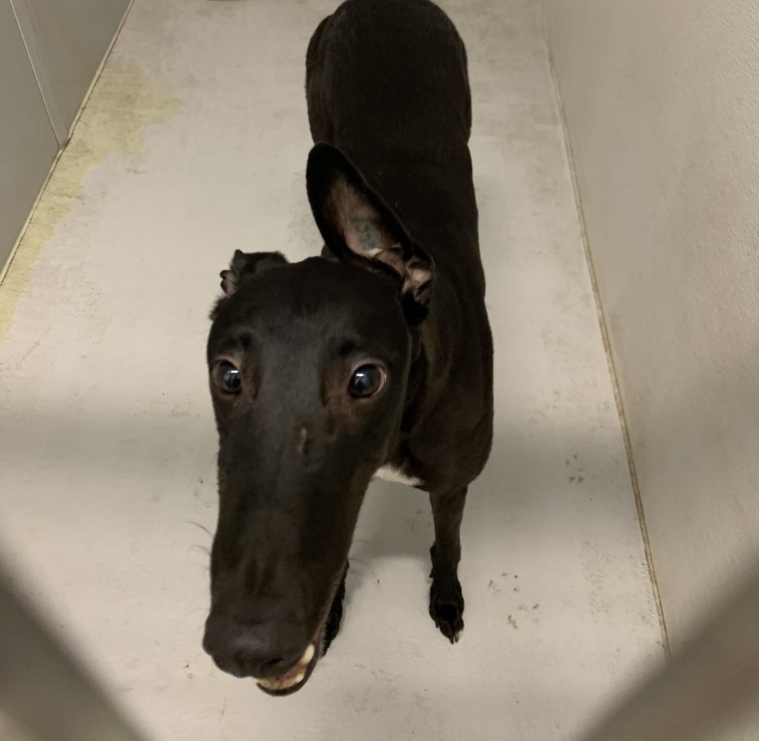Boof - Large Male Greyhound Dog in VIC - PetRescue