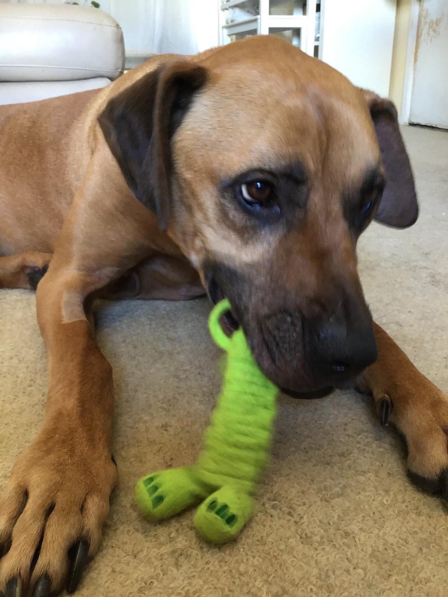 Rod - Large Male Ridgeback Dog in VIC - PetRescue