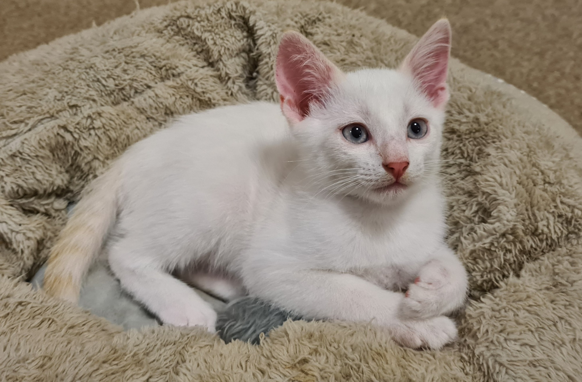 Monkey - Male Ragdoll x Domestic Short Hair Mix Cat in QLD - PetRescue