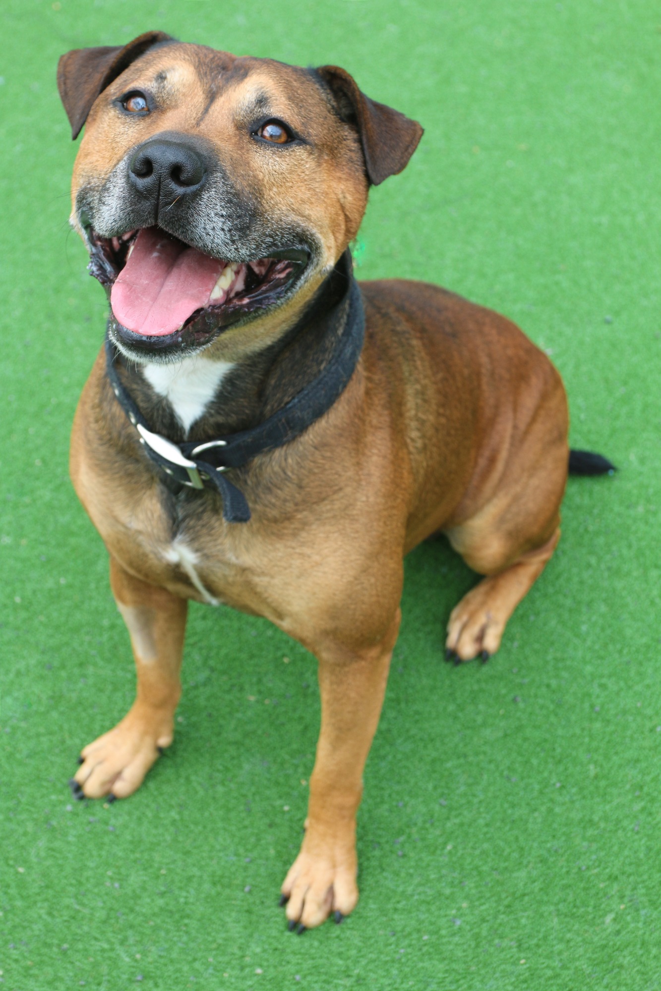 Rex - Medium Male Staffordshire Bull Terrier x Rhodesian Ridgeback Dog ...