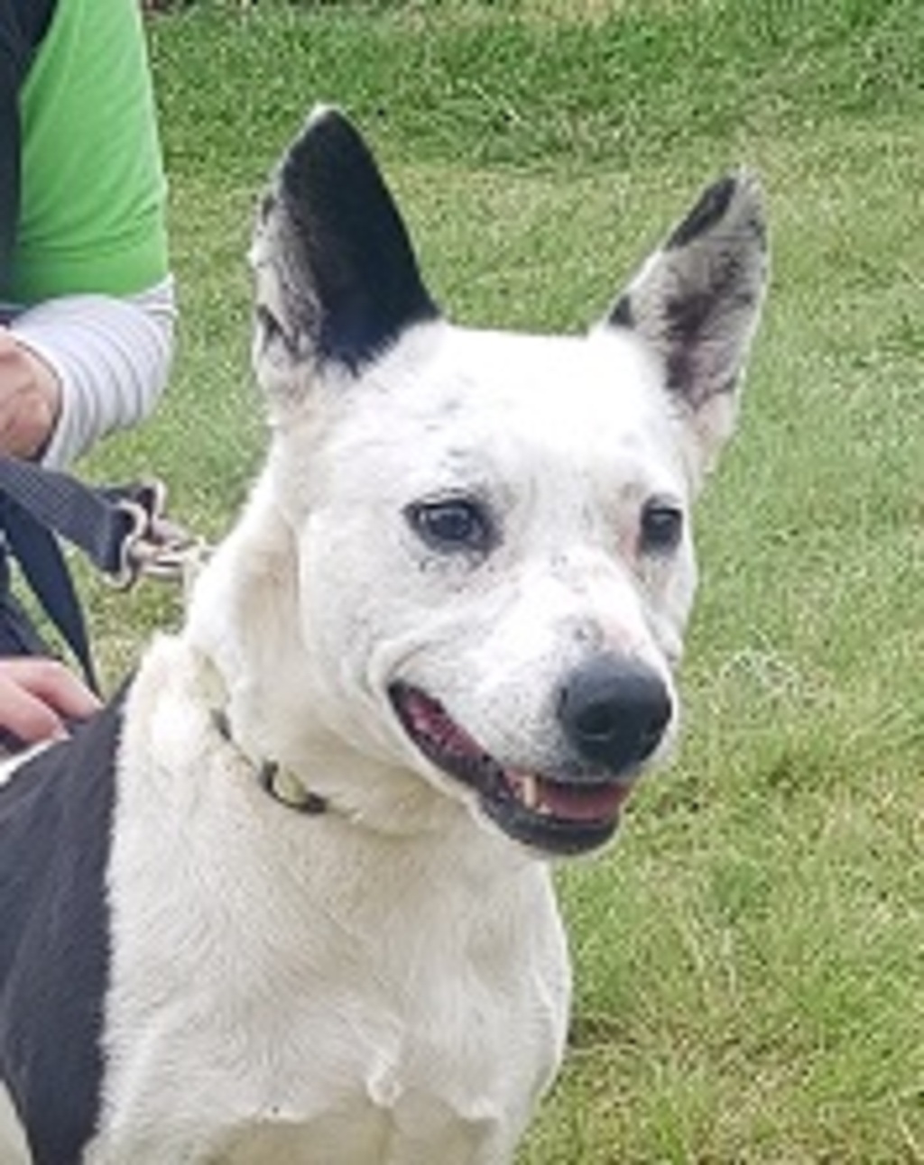 Isabelle - Medium Female Border Collie x Staffordshire Bull Terrier Mix ...
