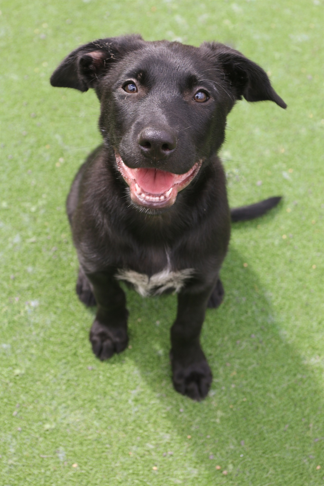 Billie - Medium Female Kelpie x Border Collie Dog in NSW - PetRescue