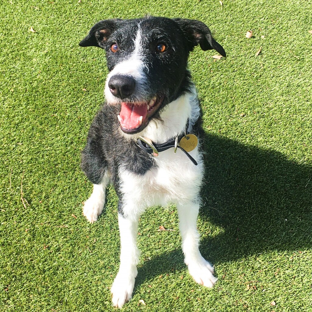 Molly - Large Female Staghound x Wolfhound Mix Dog in VIC - PetRescue
