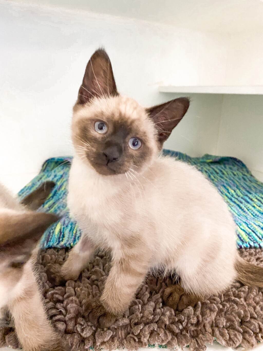 Perri - Male Dsh Mix Cat in WA - PetRescue