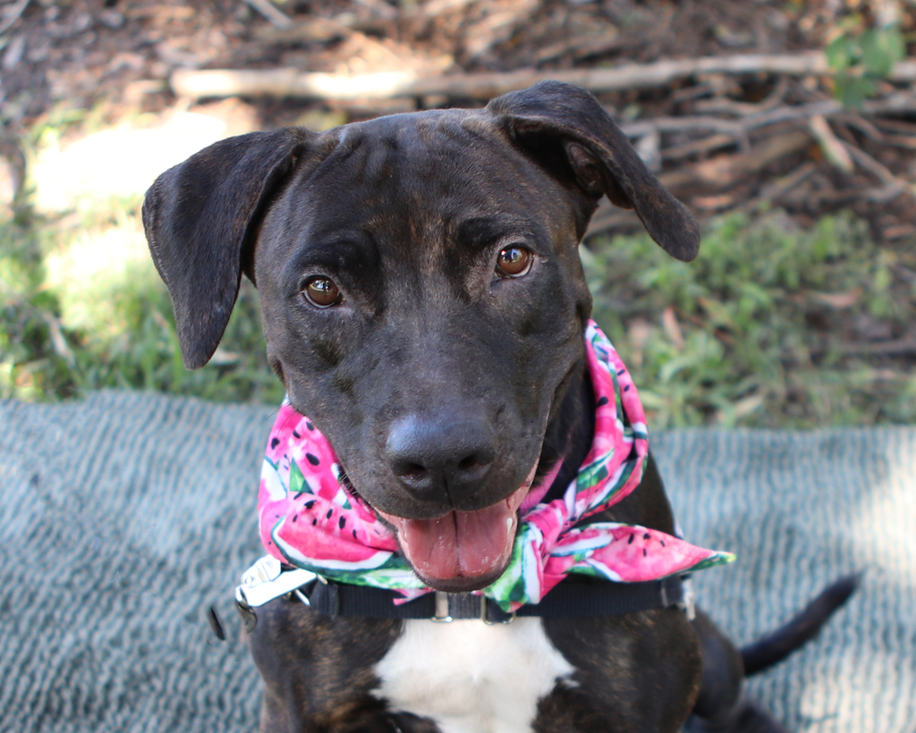 Luna - Large Female German Shorthaired Pointer x English Staffordshire ...