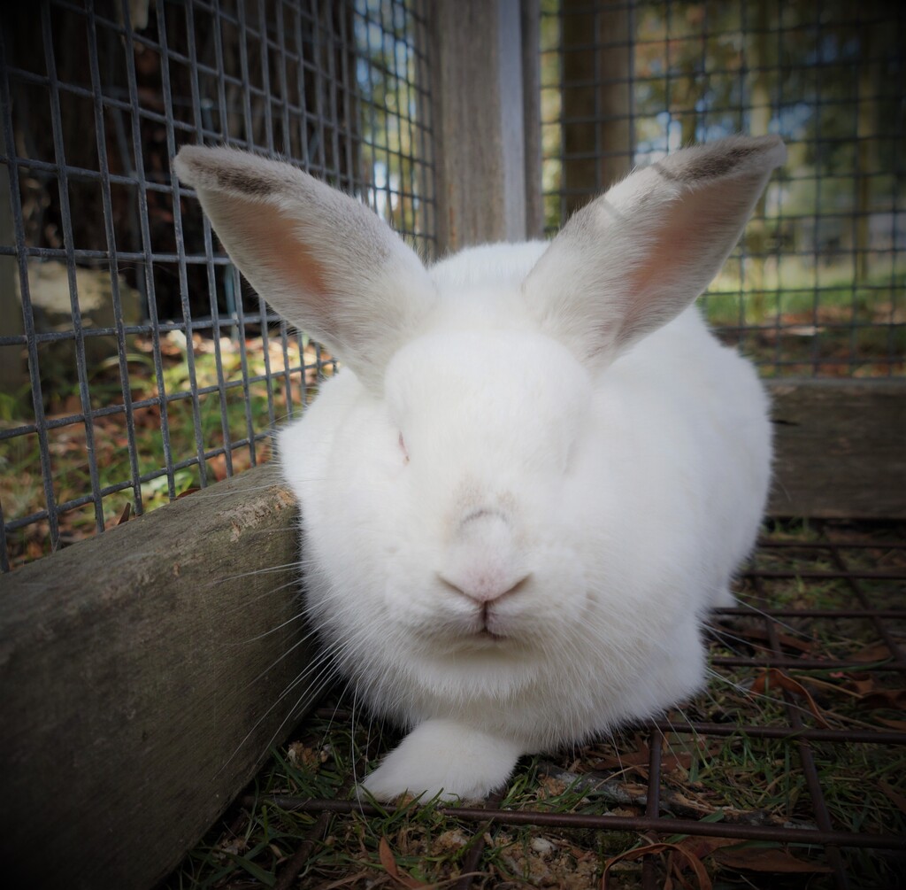 Zuri - Male New Zealand Mix Rabbit in TAS - PetRescue