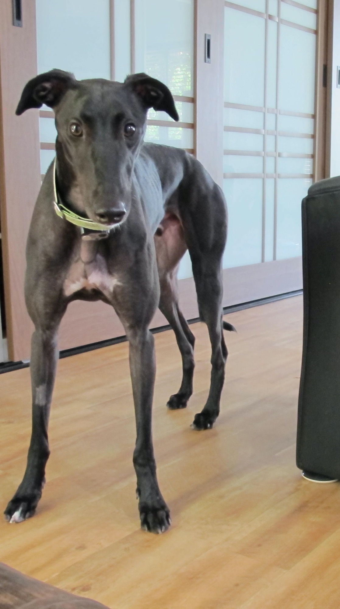Jet - Large Male Greyhound Dog in QLD - PetRescue