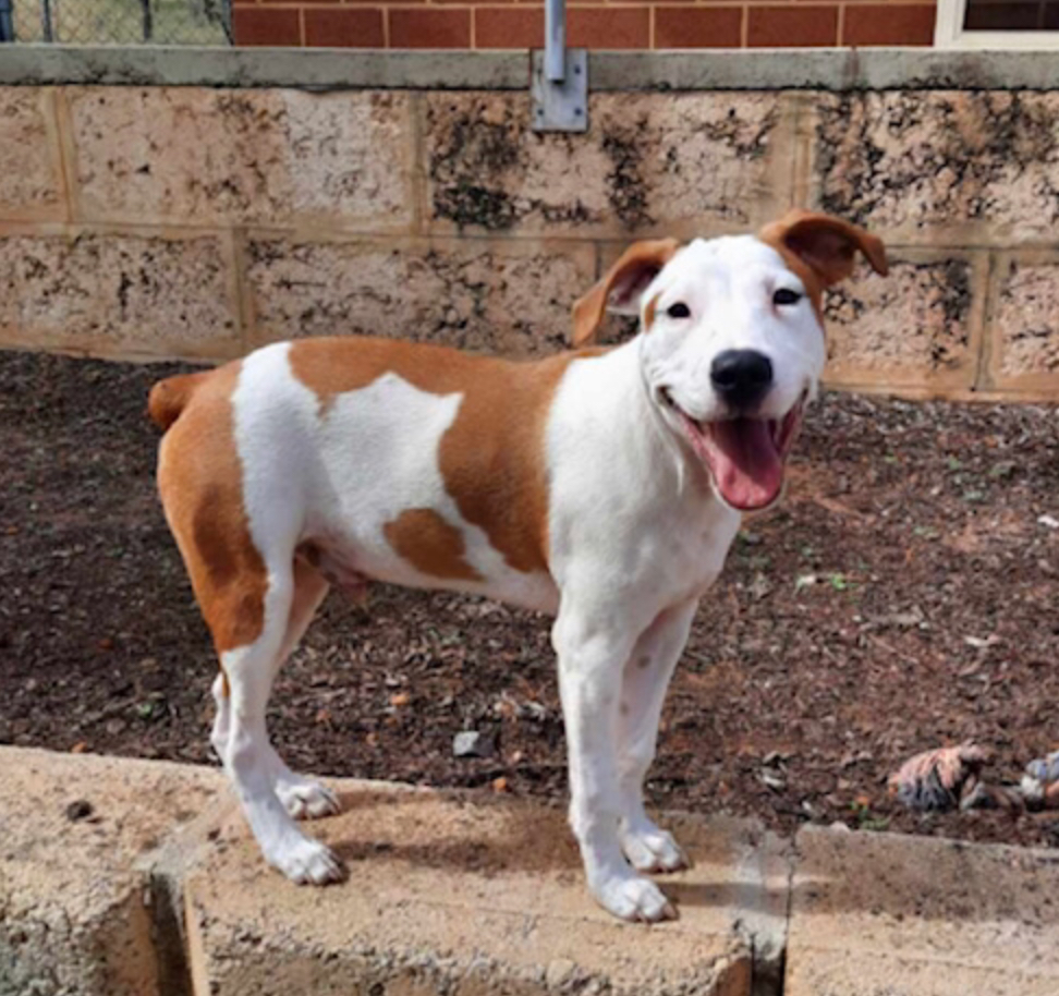 Benny - Medium Male Mixed Breed Dog in WA - PetRescue