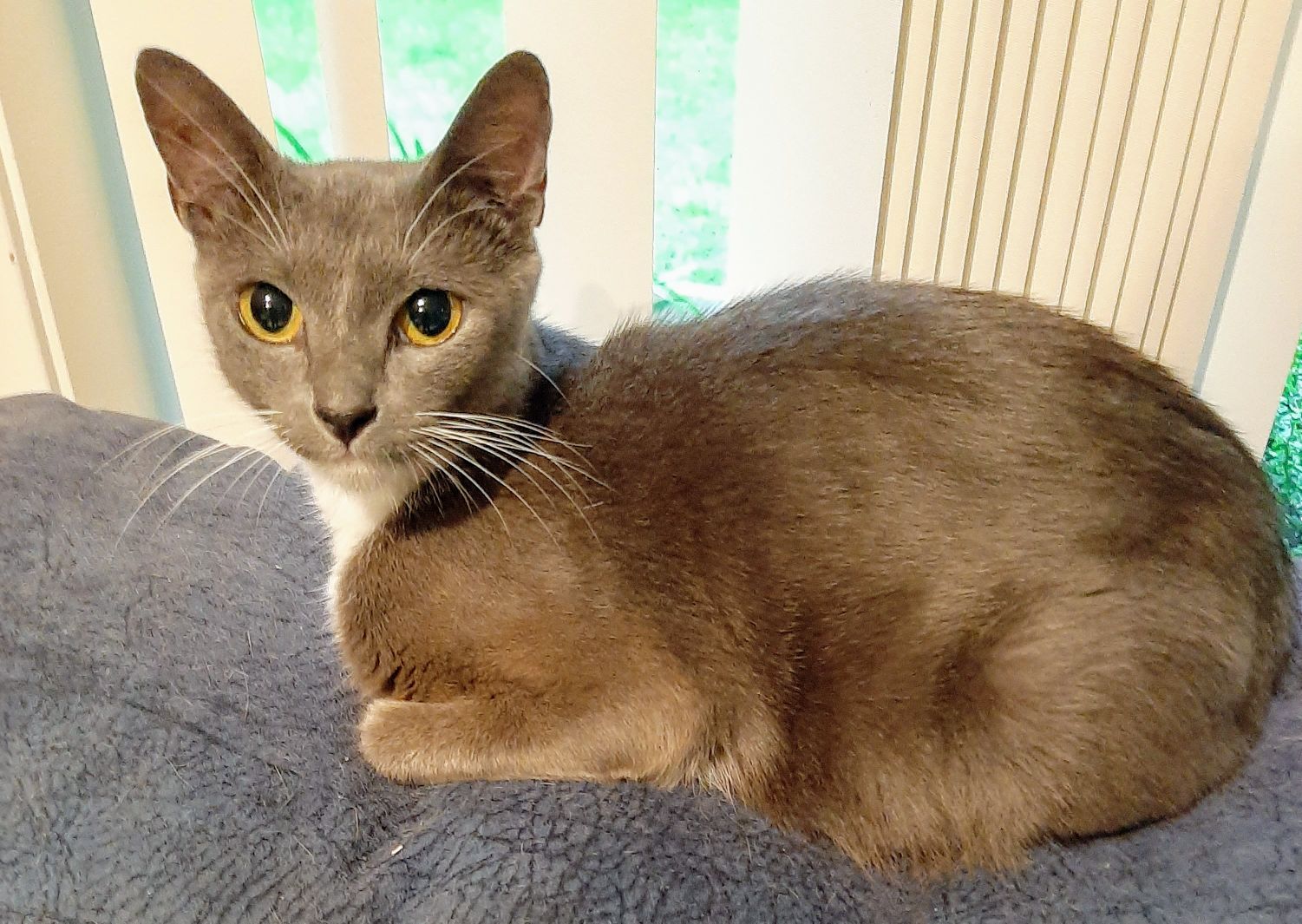 Primrose - Female Domestic Short Hair Cat in NSW - PetRescue