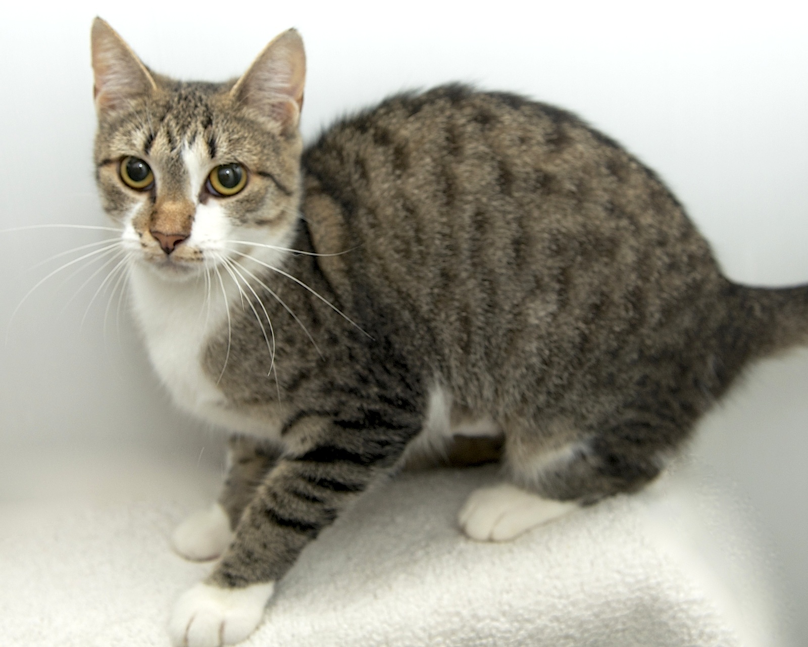 Lychee - Female Domestic Short Hair Cat in NSW - PetRescue