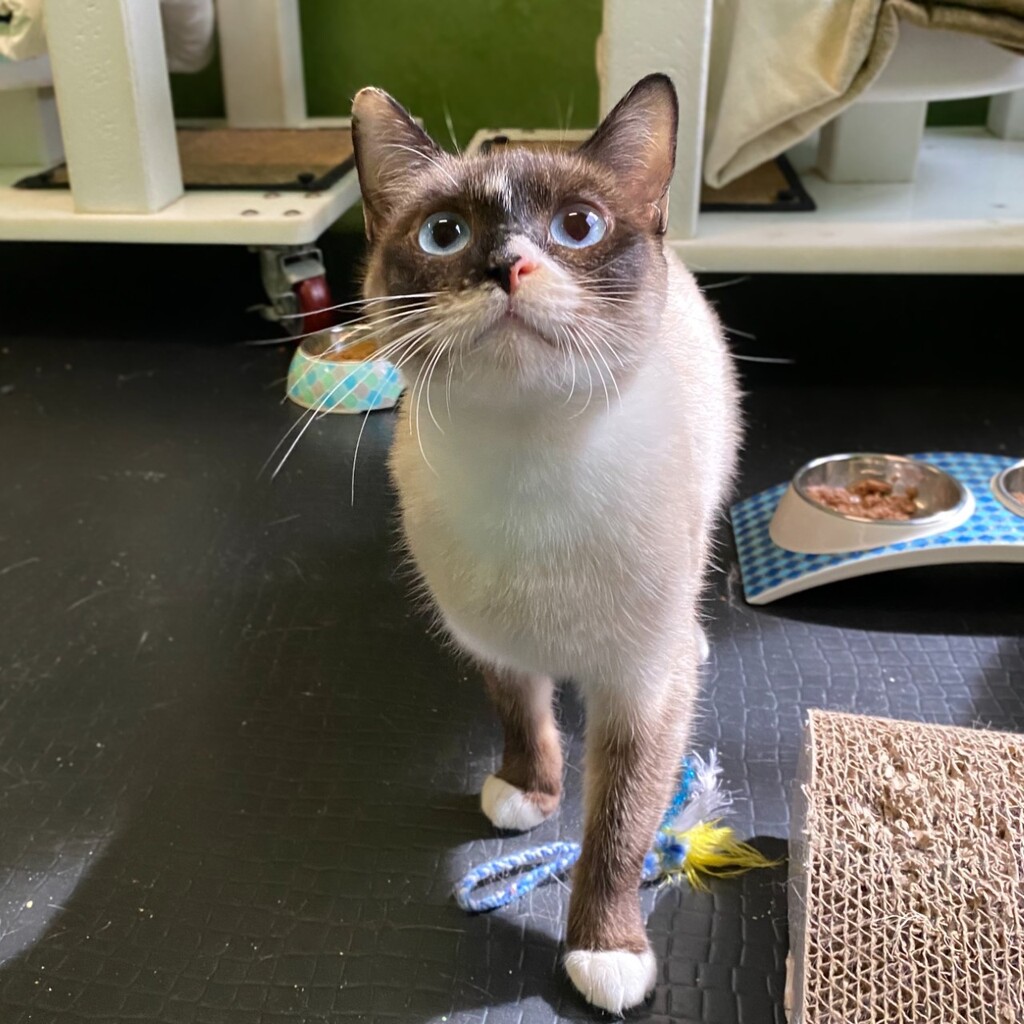Adore Delano - Female Snowshoe Mix Cat in VIC - PetRescue