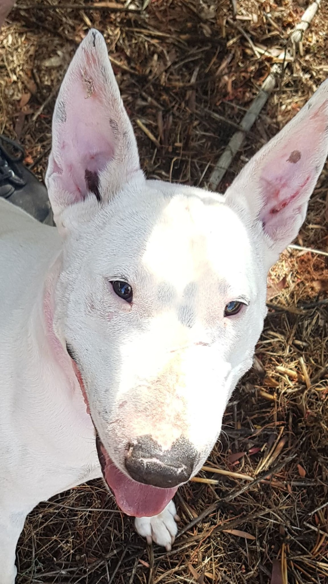 Adopt A Bully Rescue inc - PetRescue