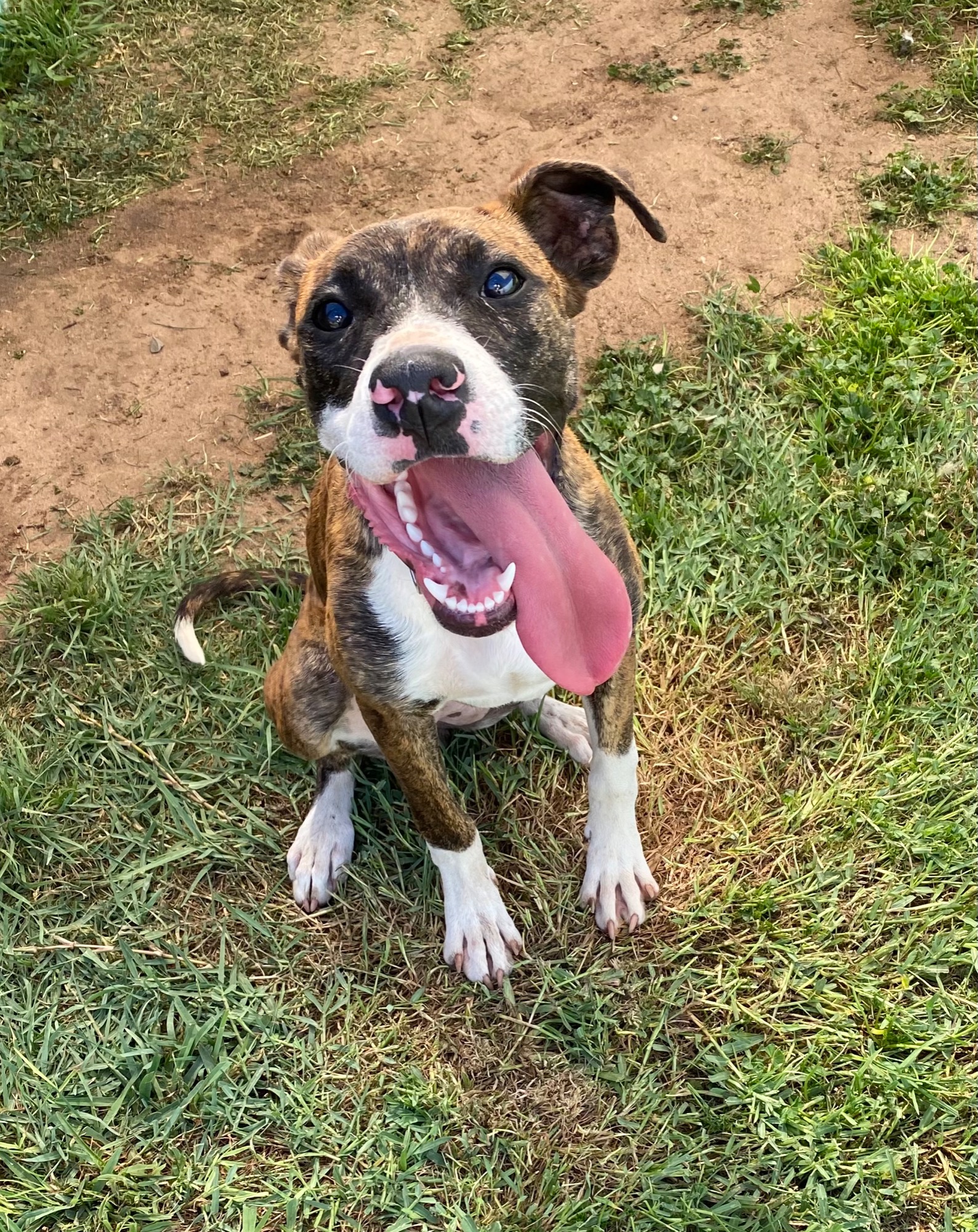 Roxy - Medium Female Boxer Mix Dog in VIC - PetRescue