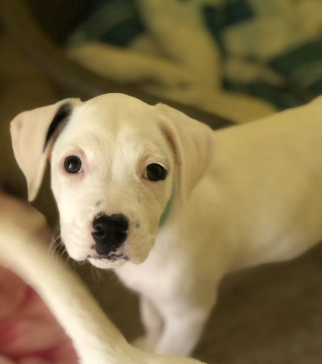 Charlie - Medium Female Boxer Mix Dog in QLD - PetRescue