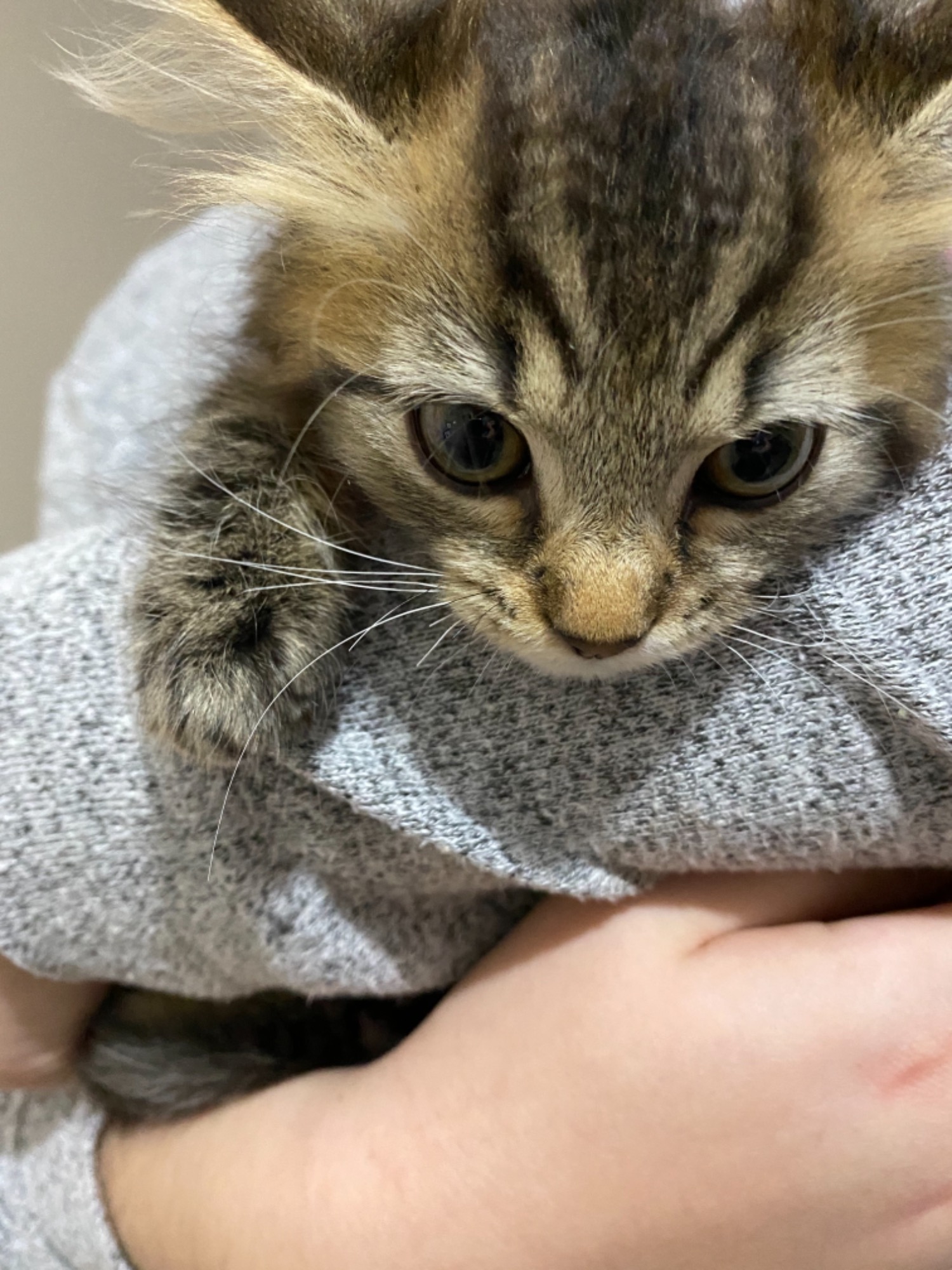 Meeny - Female Domestic Medium Hair Cat in VIC - PetRescue