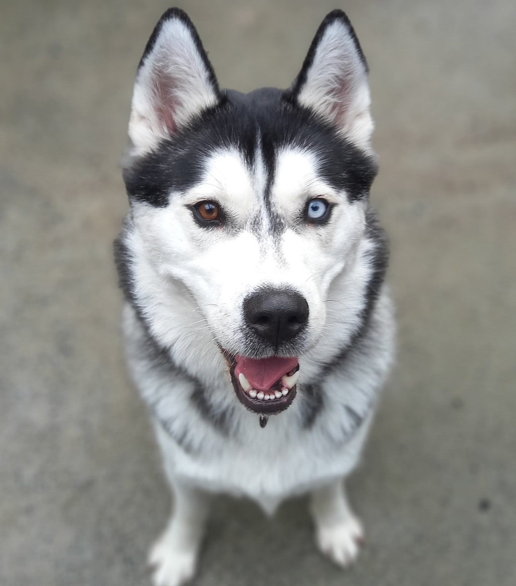 Storm - Medium Male Siberian Husky Dog in VIC - PetRescue