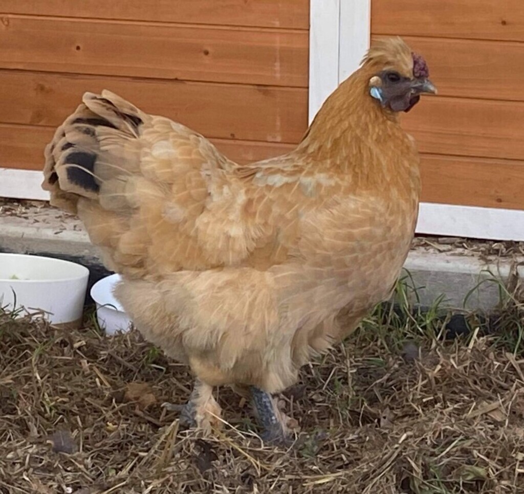 Mango - Female Chinese Silky Bantam Mix Fowl in NSW - PetRescue