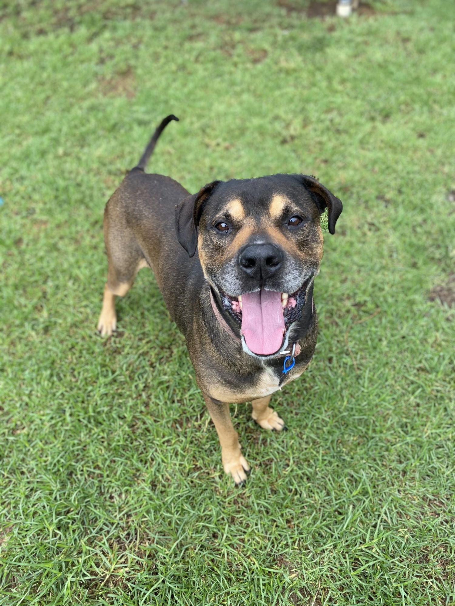 Braxton - Large Male Mastiff Dog in NSW - PetRescue
