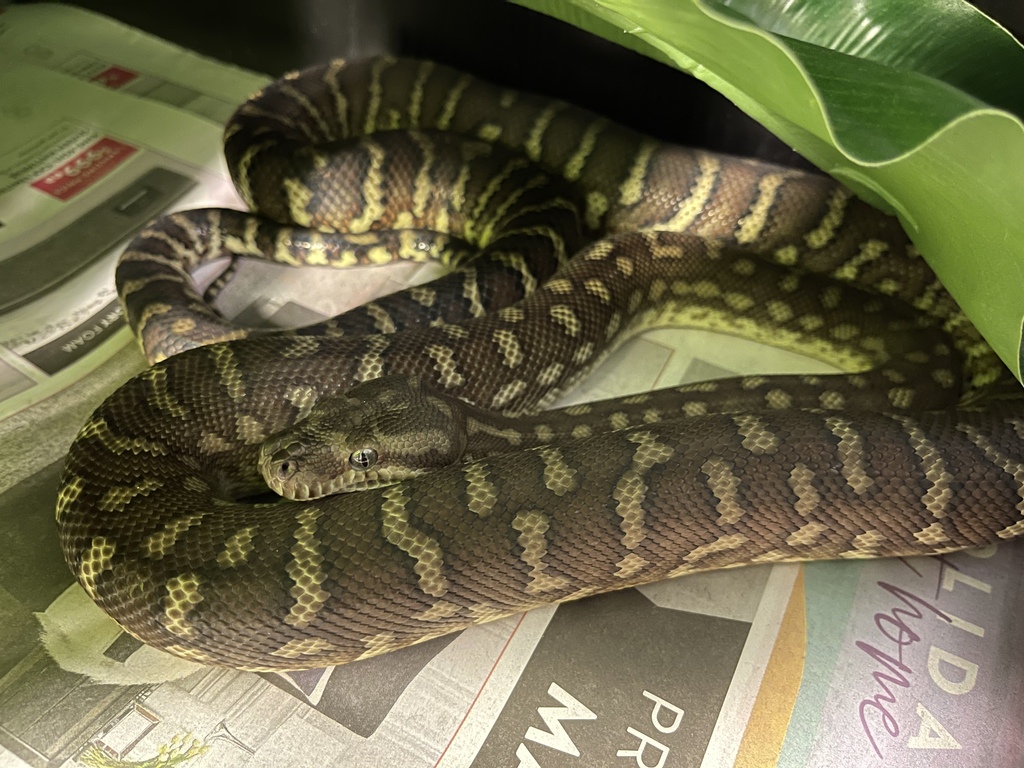 Piper - Male Python Centralian (Bredli's Python) Mix Reptile in QLD ...