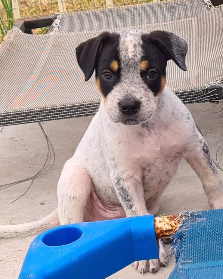 Elmer - Medium Male American Bulldog x Australian Cattle Dog Mix Dog in ...