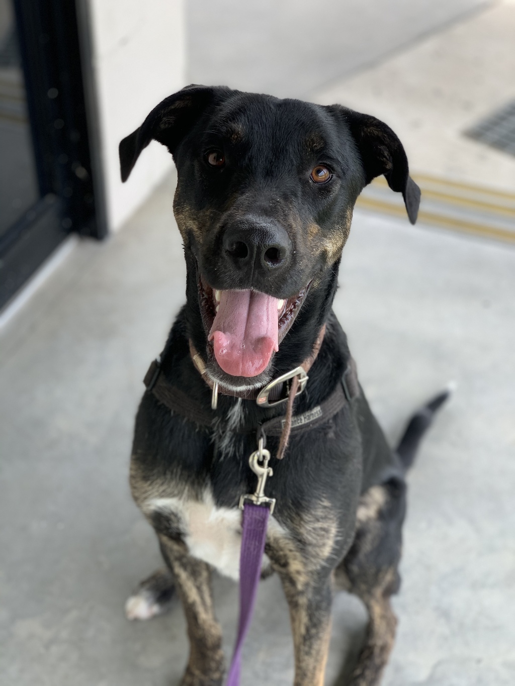 Kanzi - Large Male New Zealand Huntaway Mix Dog in QLD - PetRescue
