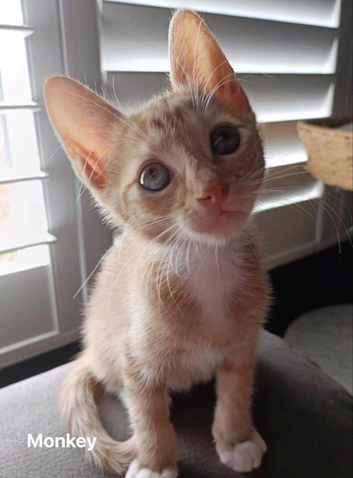 Monkey - Male Domestic Short Hair Cat in QLD - PetRescue