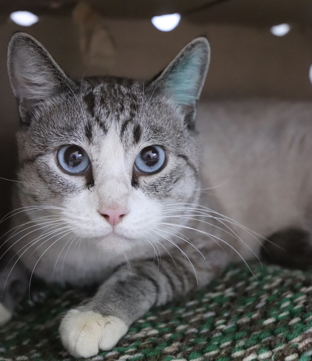 Squire - Male Layanese Mix Cat in QLD - PetRescue