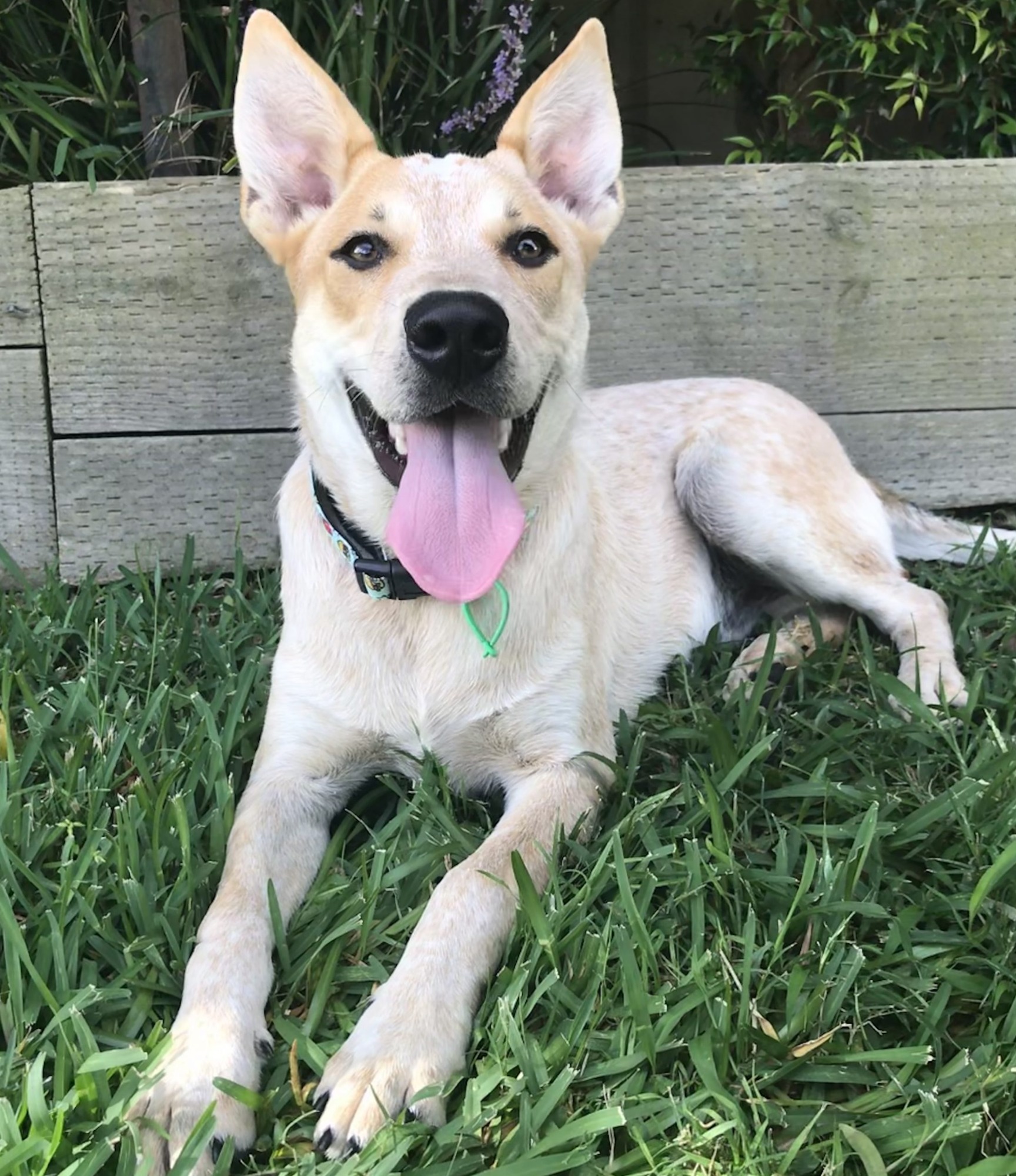 Tiki Animal Rescue - PetRescue