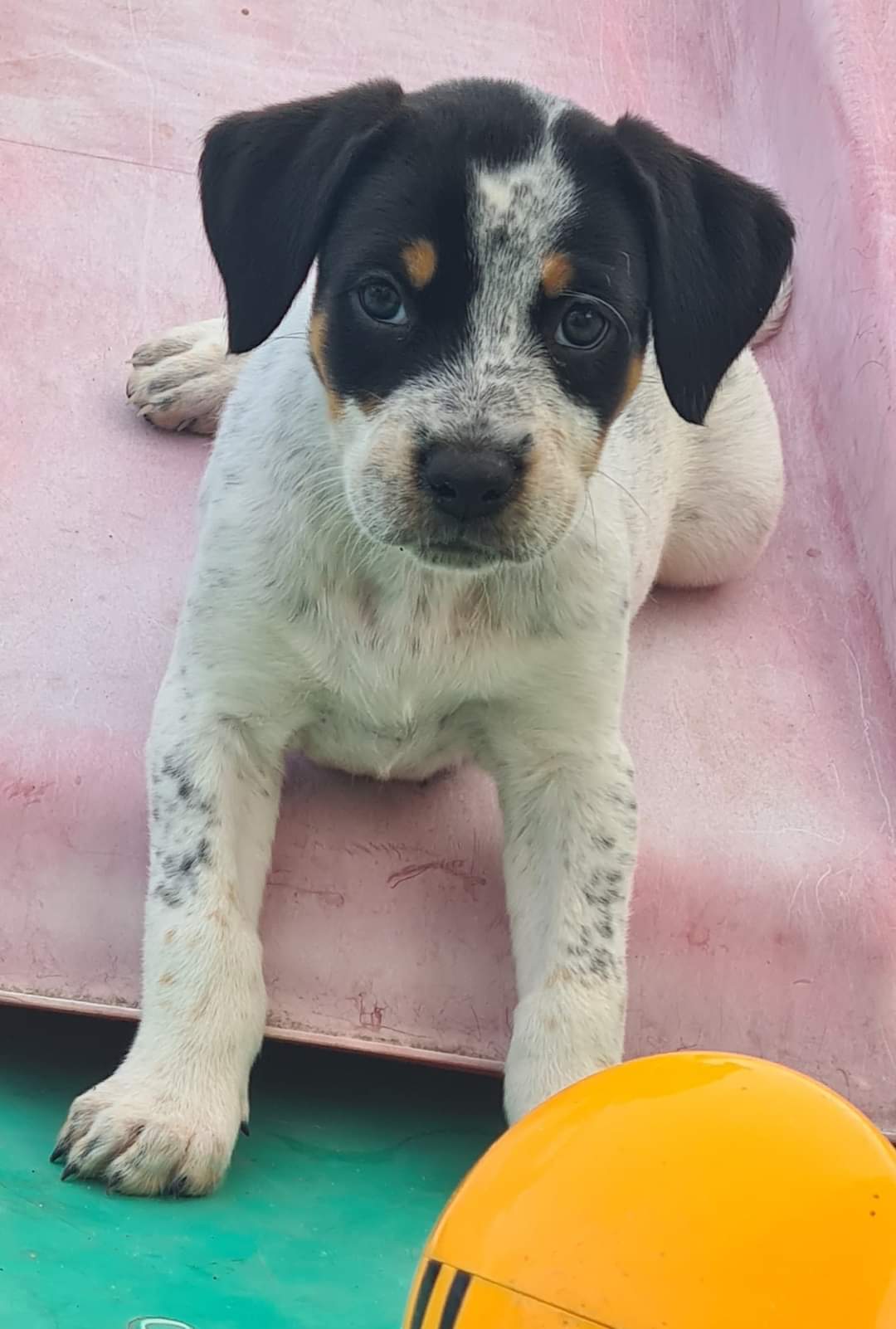 Gurty - Medium Female Australian Cattle Dog x American Bulldog Mix Dog ...