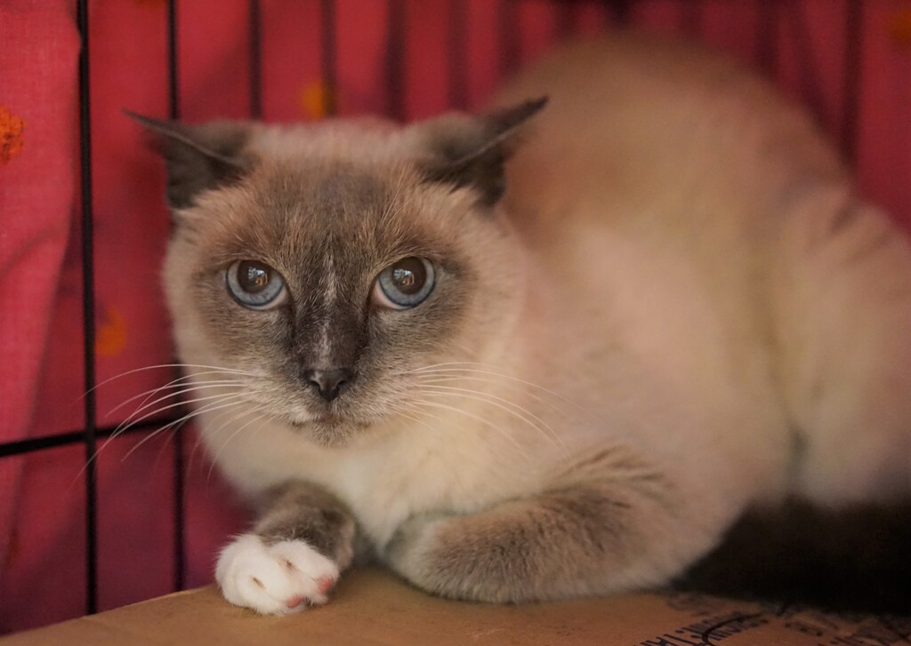 Katy - Female Layanese Mix Cat in QLD - PetRescue