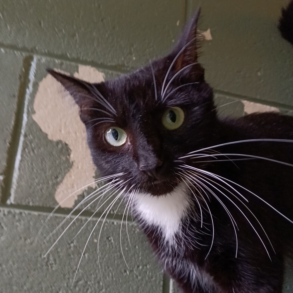 Edwina - Female Domestic Short Hair Cat in VIC - PetRescue
