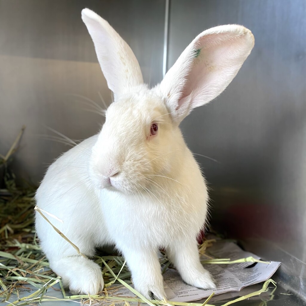 Kiwi - Male New Zealand Mix Rabbit in VIC - PetRescue